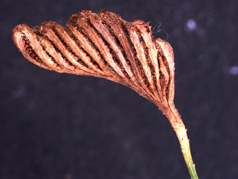 Schizaea bifida - The University of Auckland